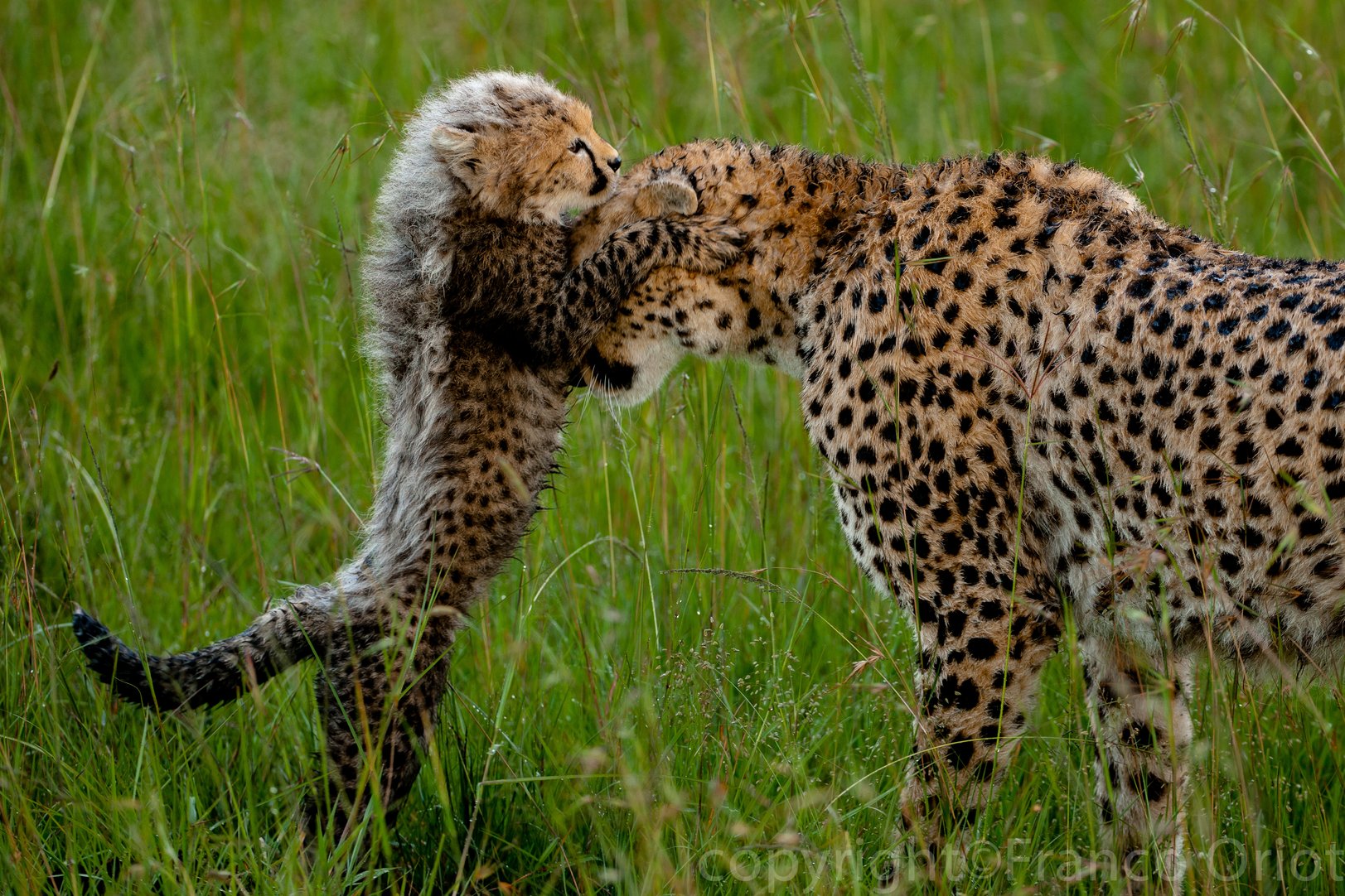 Cheetah Conservation - Fondazione Capellino