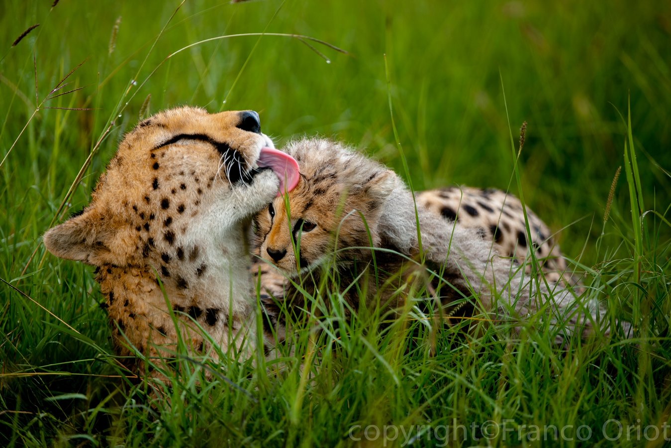 Cheetah Conservation - Fondazione Capellino