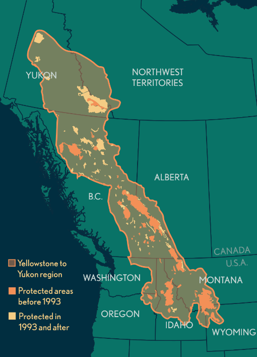 Yellowstone to Yukon (Y2Y) Project - Fondazione Capellino