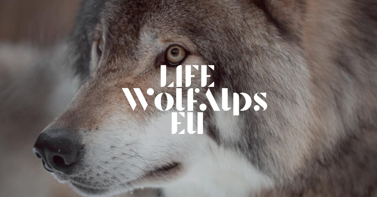 Life WolfAlps EU