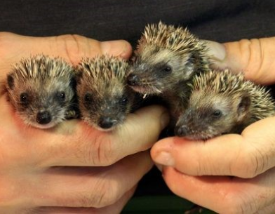 La collaboration avec le Centre de Récupération Hérissons La Ninna a ...